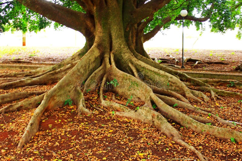 Old Leafy Tree with Trunks, Roots and Strong Branches. Roots ...