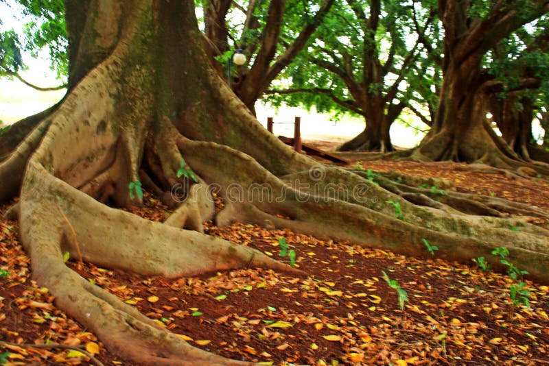 Old Leafy Trees with Trunks, Roots and Strong Branches. Roots ...