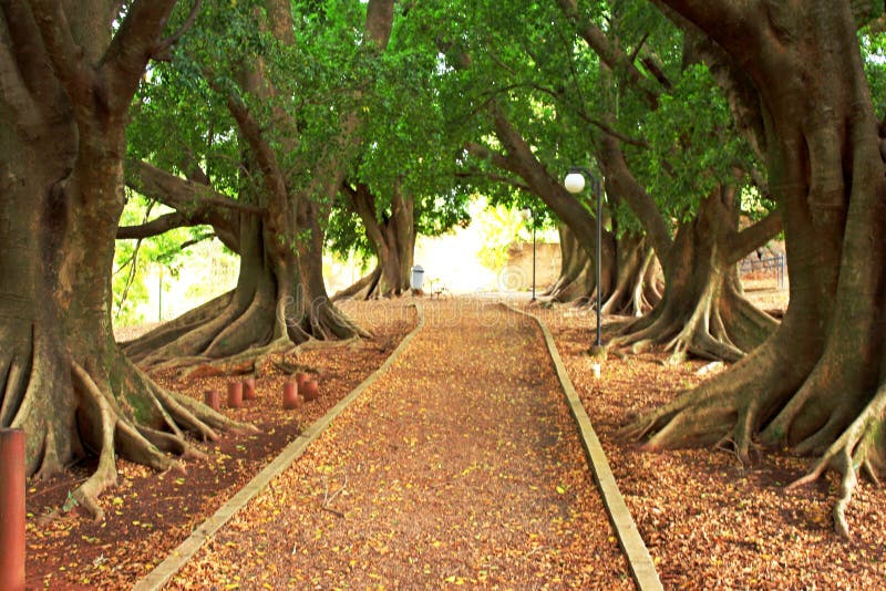 Old Leafy Trees with Trunks, Roots and Strong Branches. Roots ...