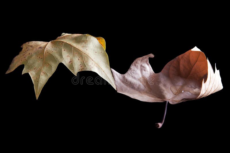 Old leaves stock photo. Image of colorful, macro, color - 27027158