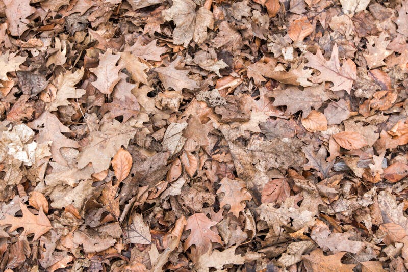 Old leaves as a background stock image. Image of fall - 142809729