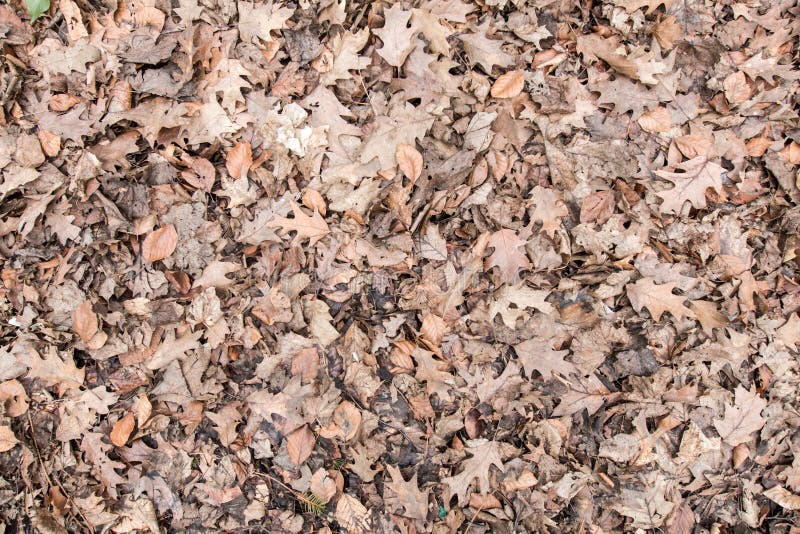 Old leaves as a background stock image. Image of leaf - 145510903