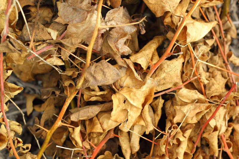 Old leaves background stock image. Image of season, group - 32480647