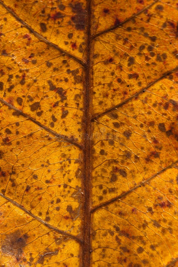 Old leaves. stock photo. Image of white, fall, green - 32672640