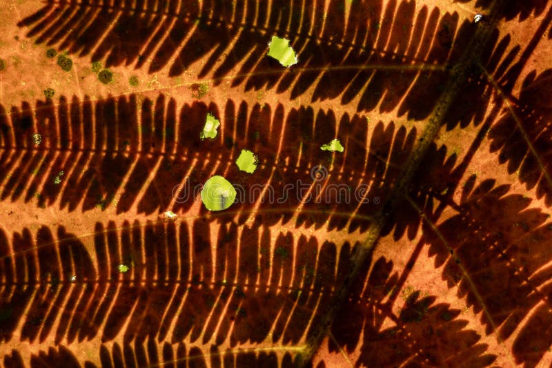 Background or Abstract Photograph from Two Overlapping Leaves Stock ...