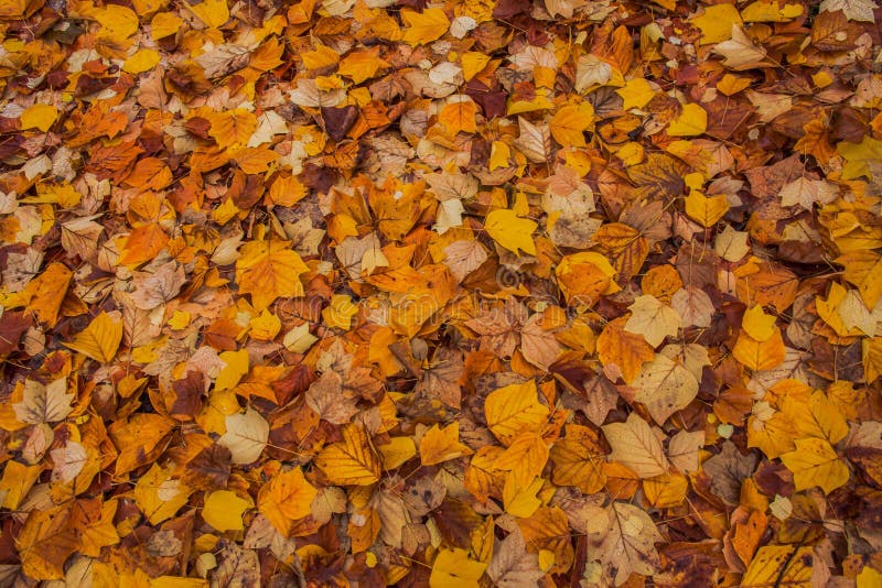Old leaves on the ground stock photo. Image of background - 146179544