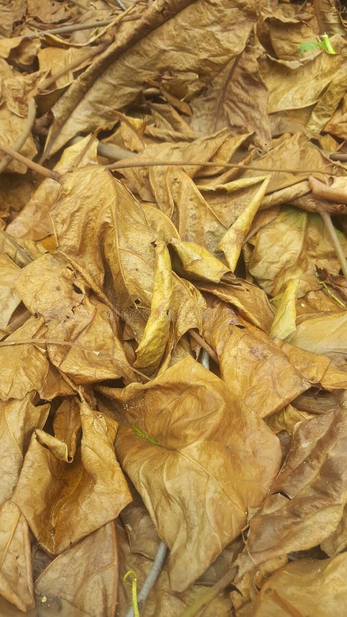 The Old Leaves Layered on the Back Yard Stock Image - Image of leaves ...