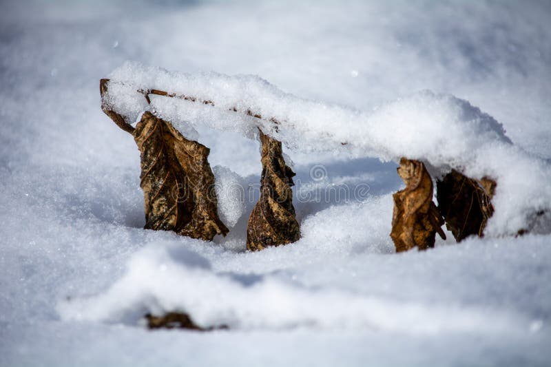 Old leaves in the snow stock photo. Image of frost, plant - 351956098