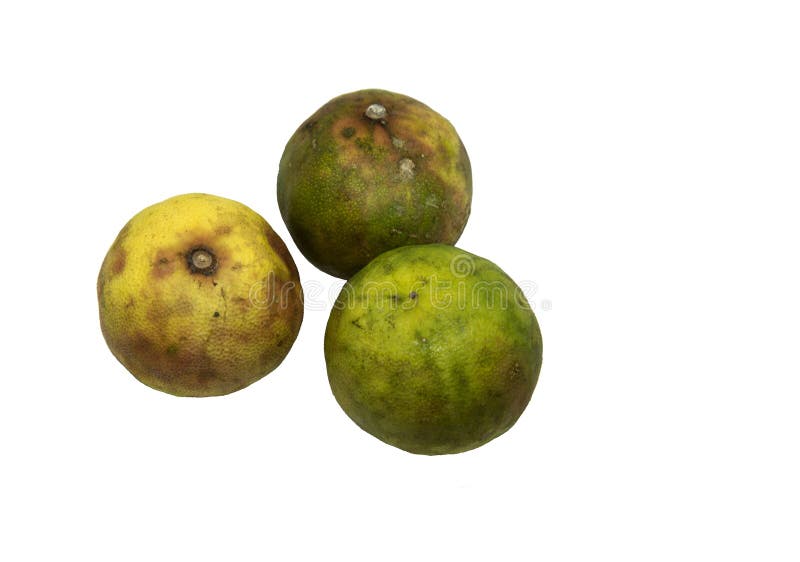 Old Lemon Aged 3 Weeks Stored in the Refrigerator. Isolate for 4 View ...