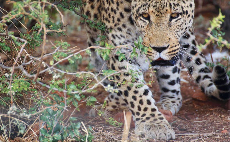 Leopard stock image. Image of leopard, hunter, male - 112658035