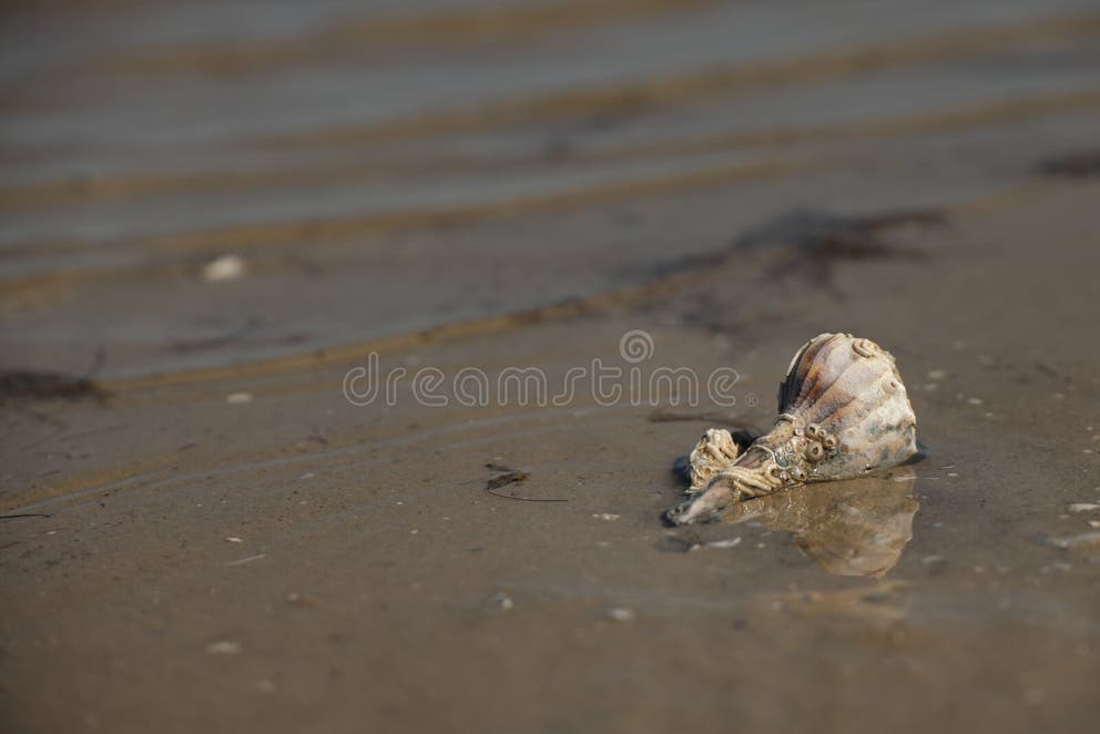 Lightning Welk Shell on the Beach Stock Image - Image of wave, shore ...