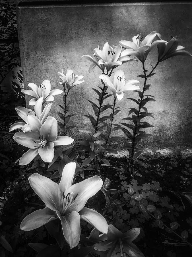 Old Lily Lineup stock photo. Image of lily, beauty, flowers - 161784746