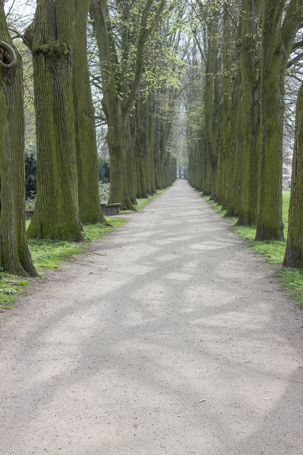 Old lime trees stock photo. Image of trees, light, leaves - 84336090
