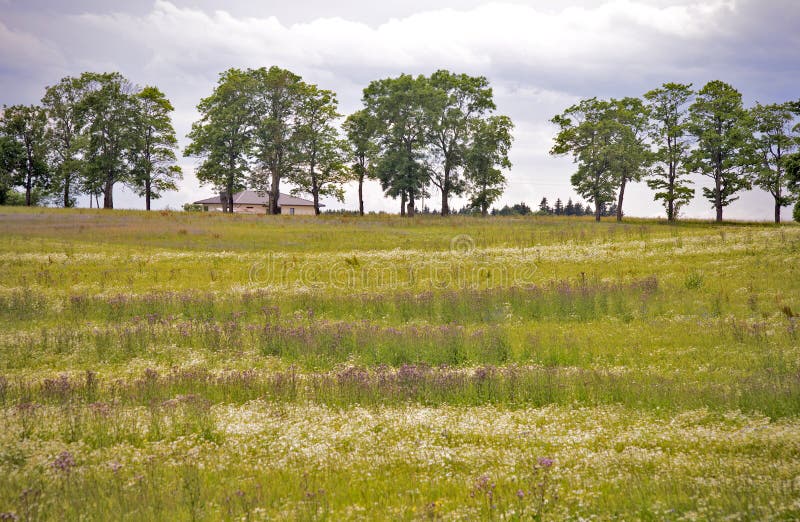 Old Lime Trees by the Summer Field Stock Image - Image of trees, view ...