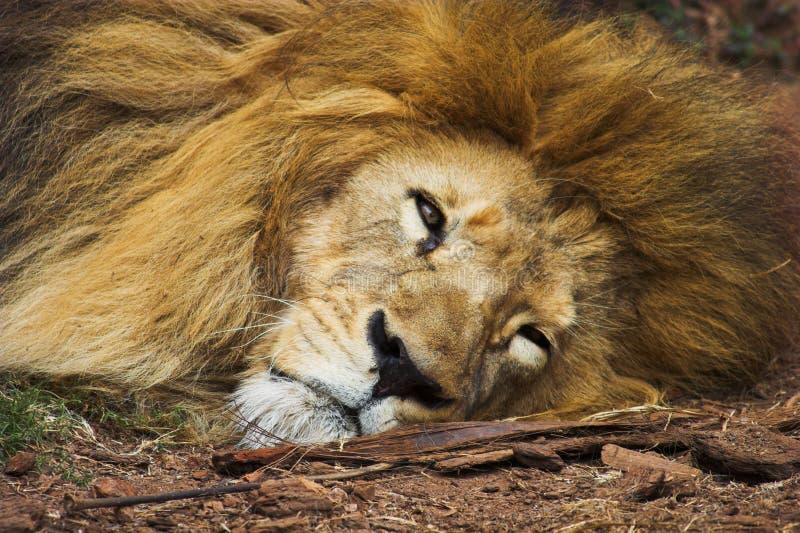 Old Lion stock photo. Image of bored, rest, african, brown - 1806824