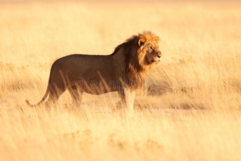 Old lion stock image. Image of walking, africa, lion - 25173877