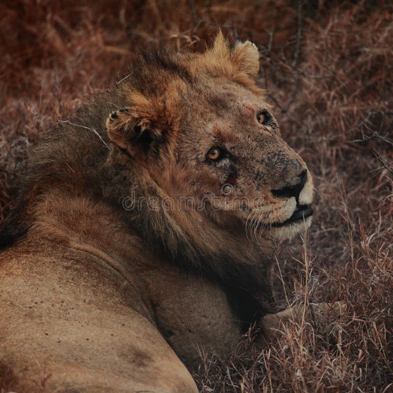 Old lion stock photo. Image of africa, lion, hurt, animal - 28411106