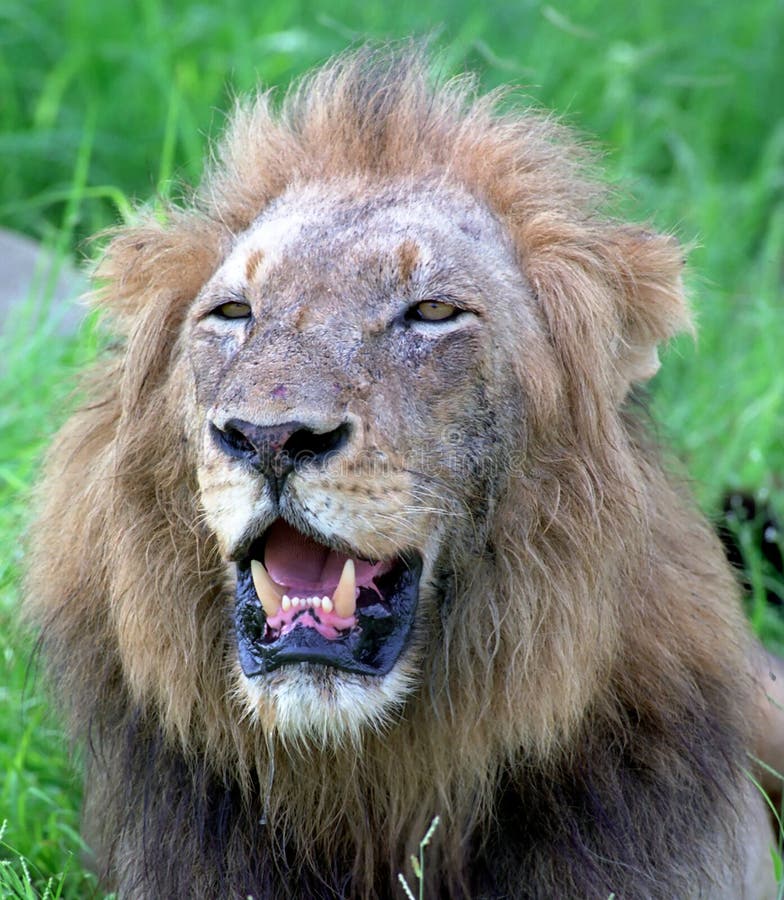 Old lion stock image. Image of outdoor, animals, predator - 4568631