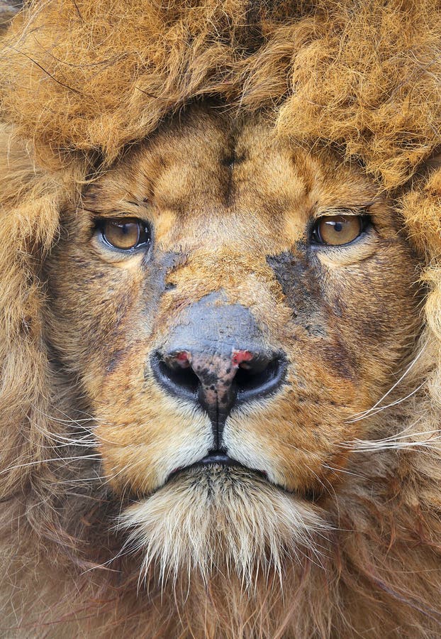 Look of a lion close up stock photo. Image of male, animal - 145199602