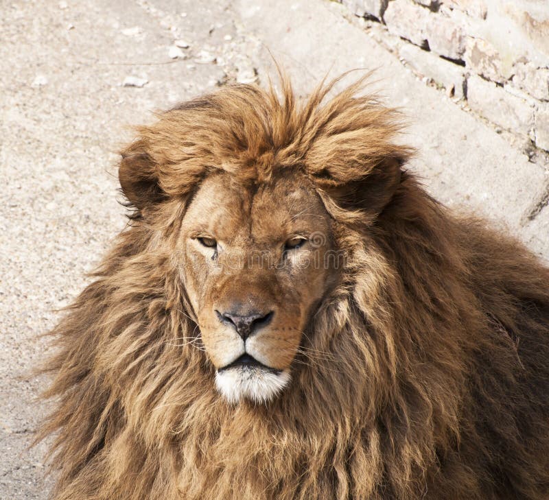 Old lion portrait stock image. Image of fighter, outdoor - 151735341