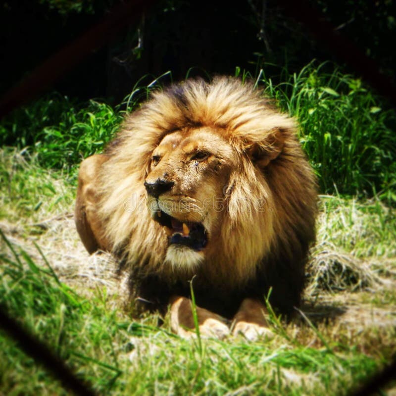 Old lion stock image. Image of zimbabwe, sunny, lion - 92166969
