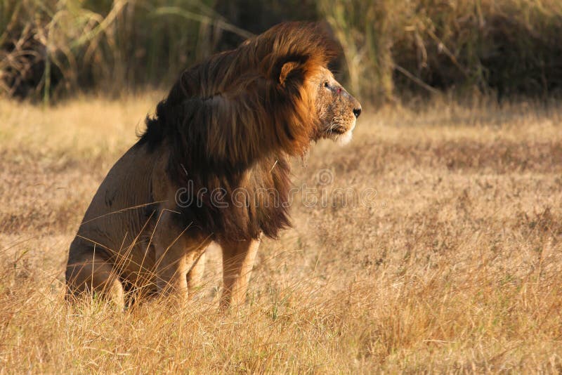 Old lion in sunset light stock image. Image of game, serengeti - 20875601