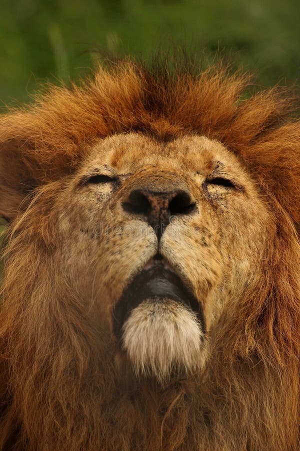Old lion stock photo. Image of king, predator, lion, wildlife - 55998036