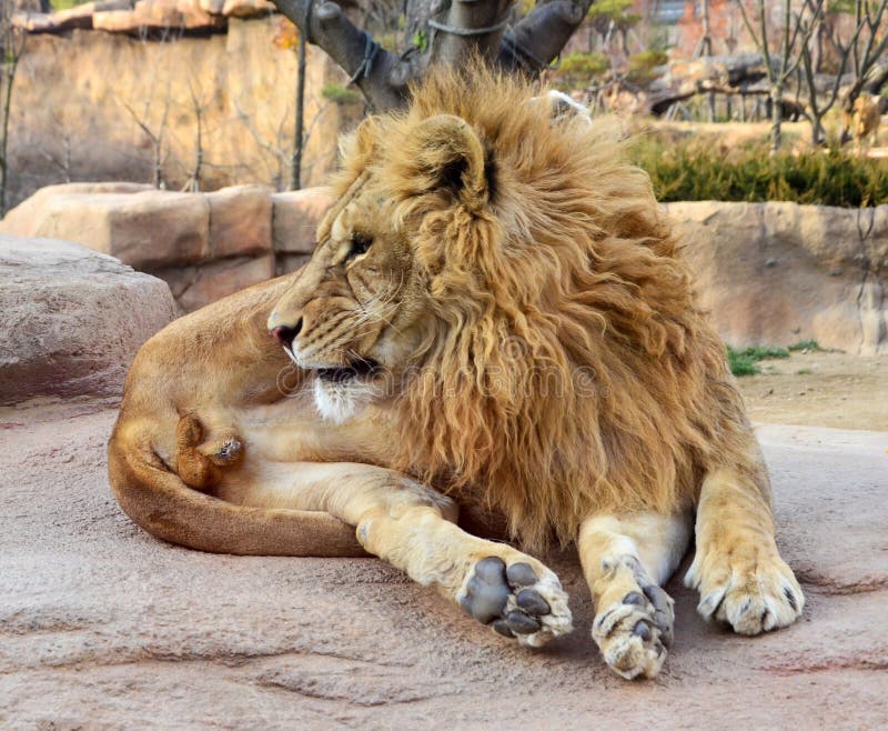 Old Lion Resting On The Rocks. Stock Image - Image of down, ball: 113856309