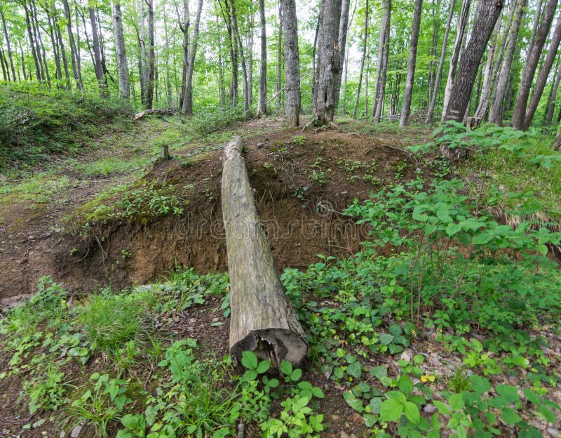 Old Log Across the Ravine. Forest Landscape Stock Image - Image of moss ...