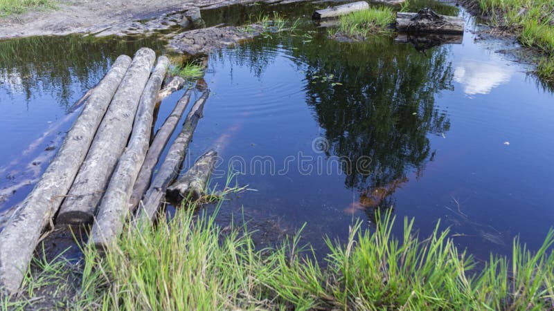 Some Thick Long Logs on a Background of Water with a Reflection of the ...