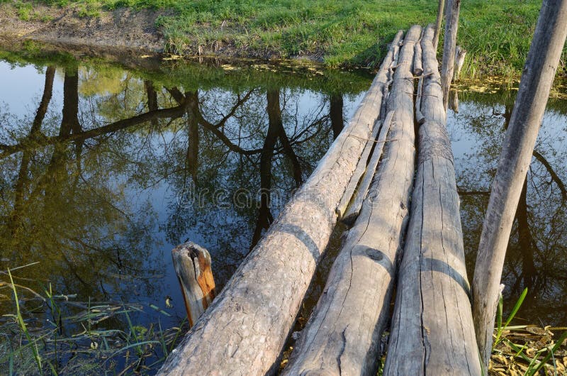 Three Thick Logs through a Green Swamp Stock Photo - Image of ...