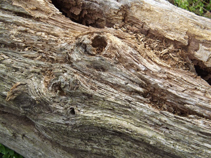 Old log stock photo. Image of debris, close, rough, wood - 89975426