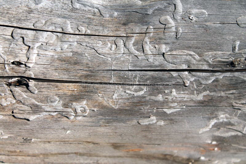 136 Wood Borers Stock Photos - Free & Royalty-Free Stock Photos from ...