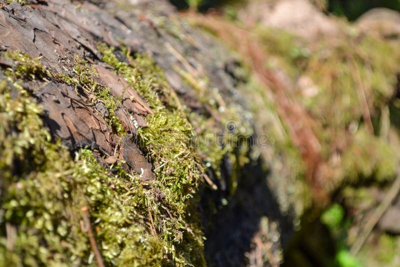 The Old Log is Covered with Moss. Stock Photo - Image of plant ...