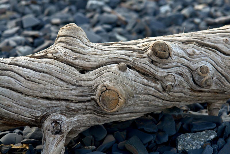 Old Log Ejected on the Sea Shore. Stock Photo - Image of holiday ...