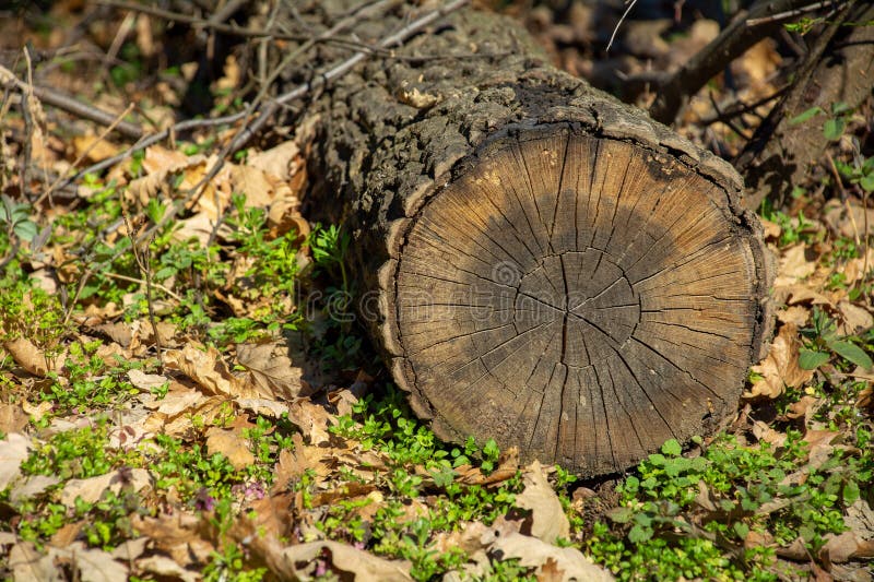 An Old Log of a Felled Oak Tree Stock Image - Image of wildlife, tree ...