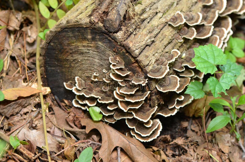 Dead Log stock photo. Image of floor, mushrooms, forest - 124123126