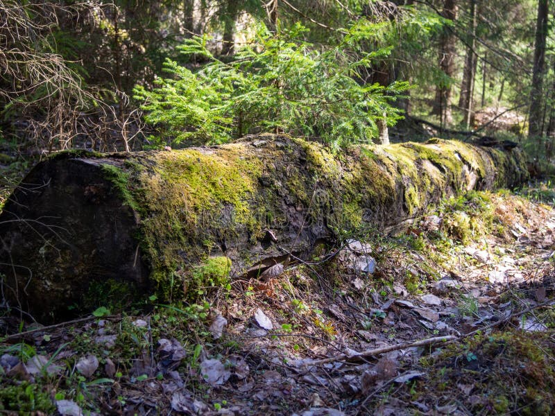 Old Log in the Forest Overgrown with Moss Stock Photo - Image of grass ...