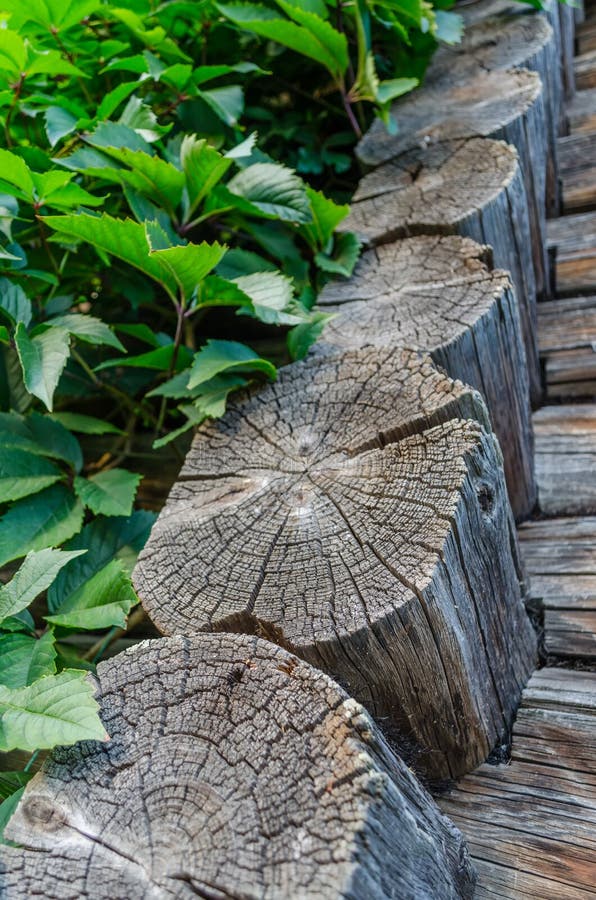 An old log house stock image. Image of vines, tree, leaves - 76681473