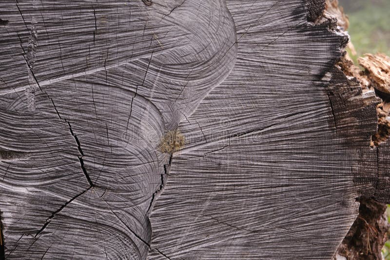 End Cut Log laying on bark stock photo. Image of growth - 29270692