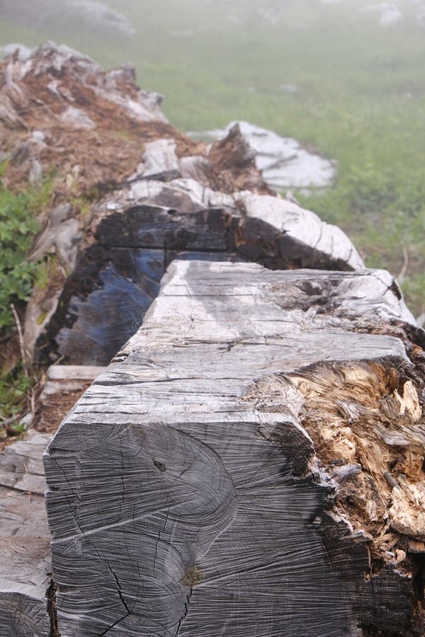 End Cut Log laying on bark stock photo. Image of growth - 29270692