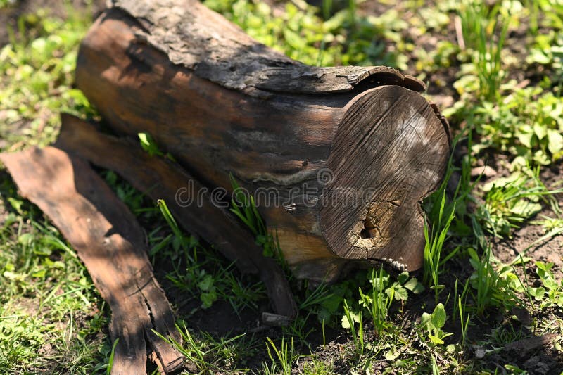 An Old Log is Lying on the Ground. the Dry Bark Has Broken Stock Photo ...