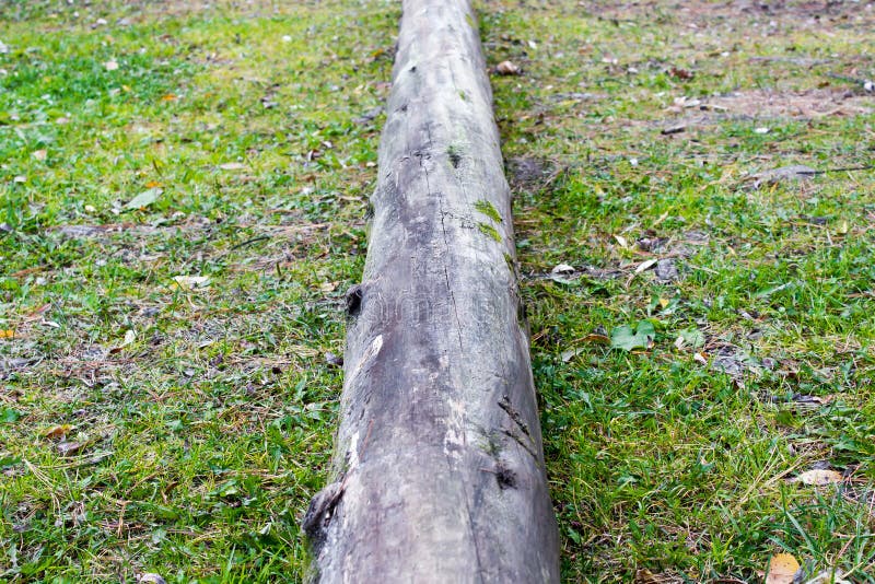 Old log stock photo. Image of green, wooden, background - 102415748