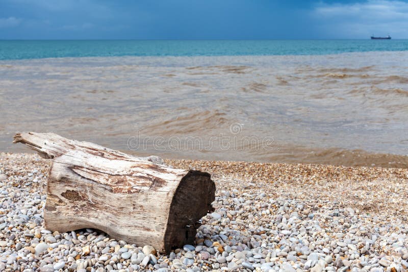 Old Log is on the Pebble Beach, Black Sea Coast Stock Photo - Image of ...