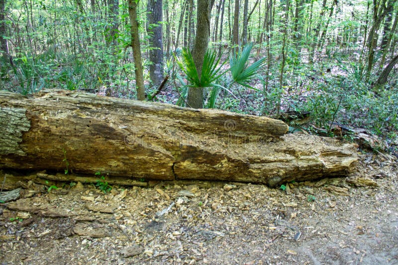 2,267 Rotting Log Forest Stock Photos - Free & Royalty-Free Stock ...