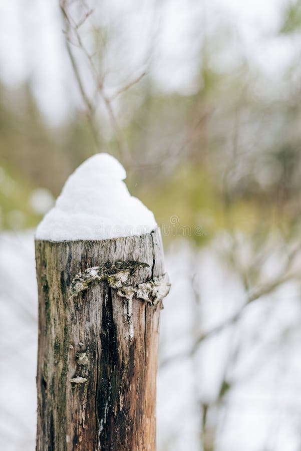 An old log with a snow cap stock photo. Image of landscape - 222518268