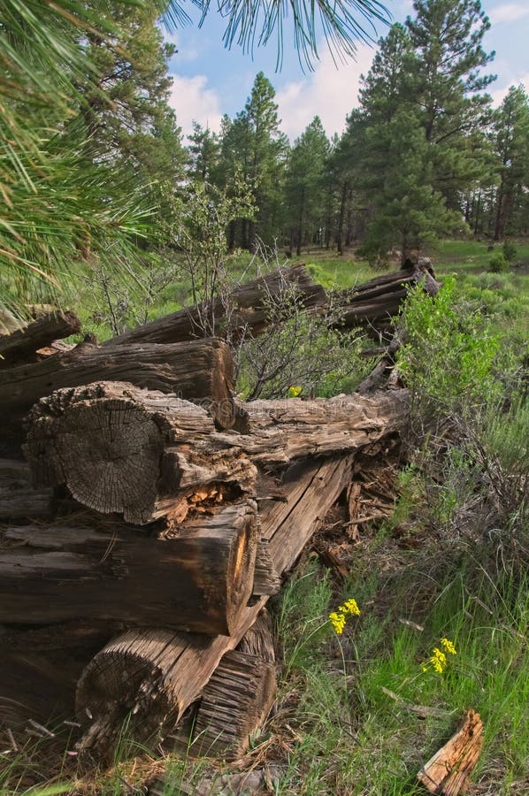 Old Log Structure stock image. Image of dramatic, edge - 227985787