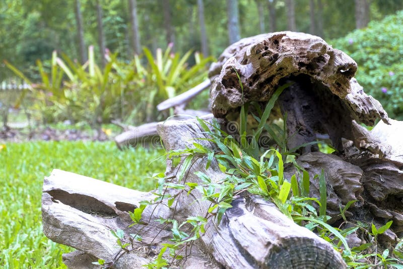Old Log Texture, Background with Natural Green Grass Stock Photo ...