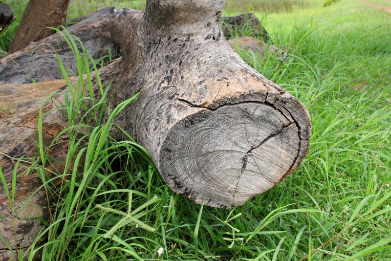 900 Rotten Wood Object Stock Photos - Free & Royalty-Free Stock Photos ...