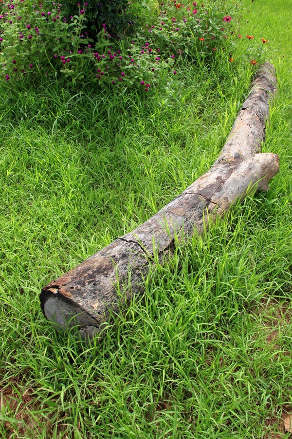 Old Log Timber Rotten Wood on Grass Ground Stock Photo - Image of plant ...